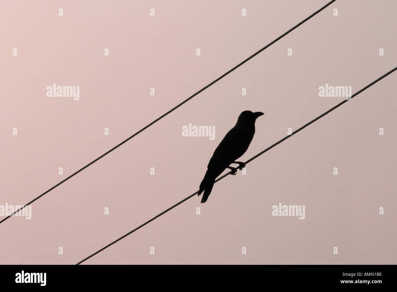 a bird on the wire Stock Photo - Alamy