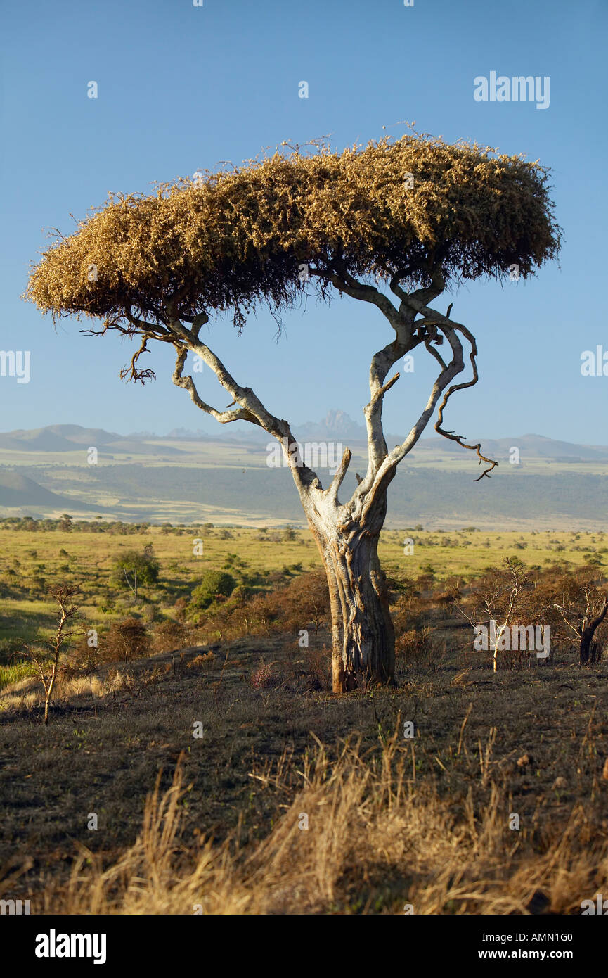 Mount Kenya and lone Acacia Tree at Lewa Conservancy Kenya Africa Stock ...