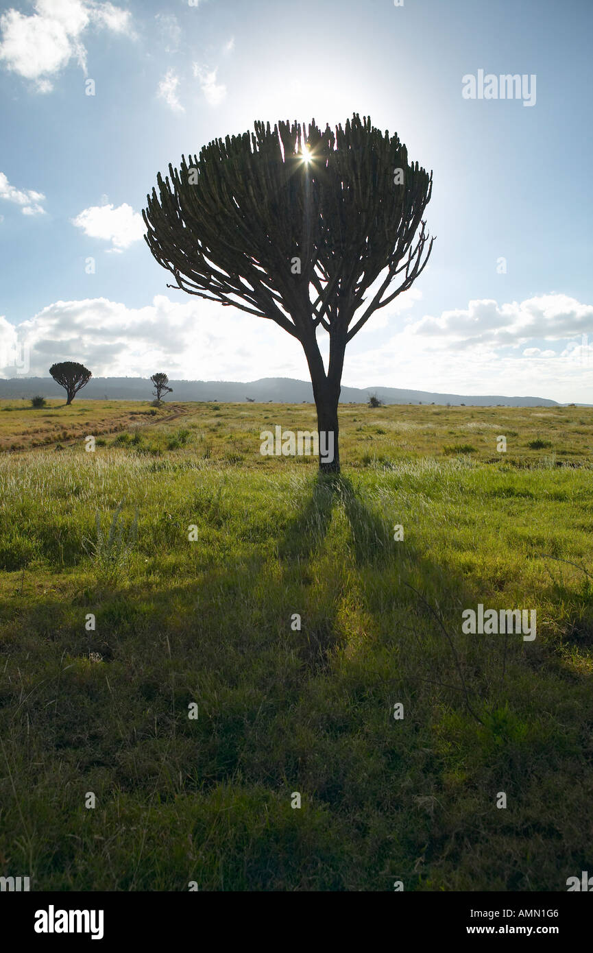 Mount Kenya and lone Acacia Tree with sun shining through branches at ...