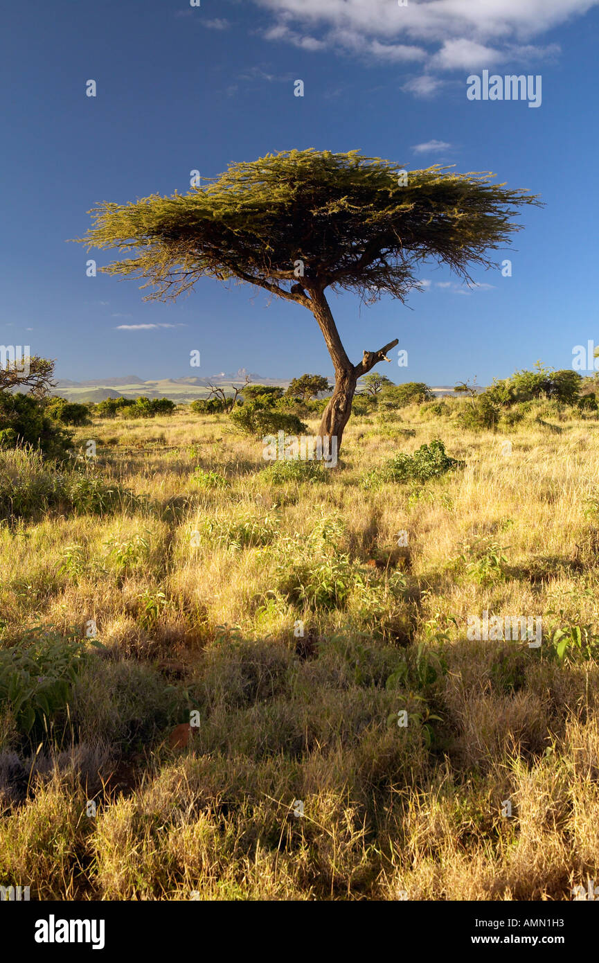 Mount Kenya and lone Acacia Tree at Lewa Conservancy Kenya Africa Stock ...