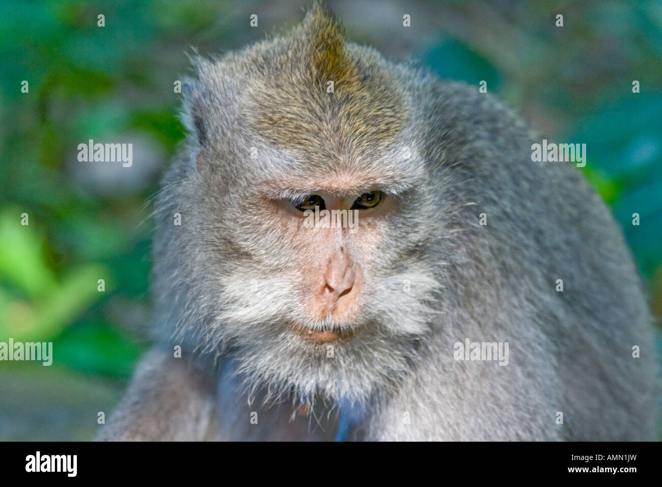 Long Tailed Macaques Macaca Fascicularis Monkey Forest Ubud Bali ...