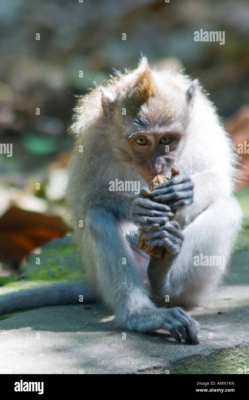 Long Tailed Macaques Macaca Fascicularis Monkey Forest Ubud Bali ...