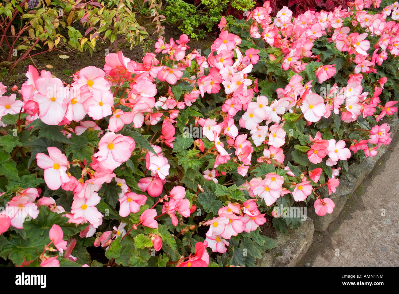 A border of pink Begonias Stock Photo - Alamy