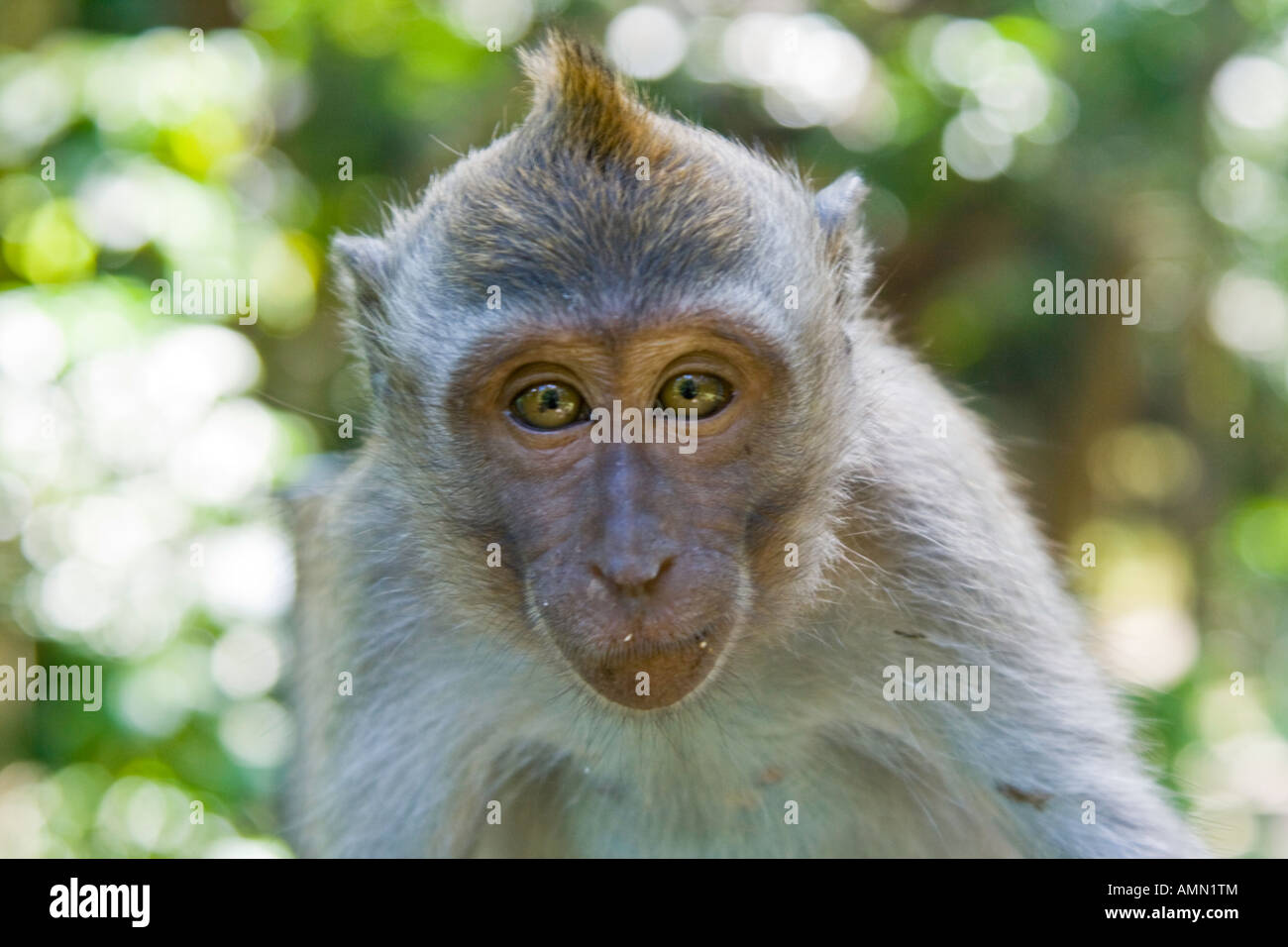 Long Tailed Macaques Macaca Fascicularis Monkey Forest Ubud Bali ...