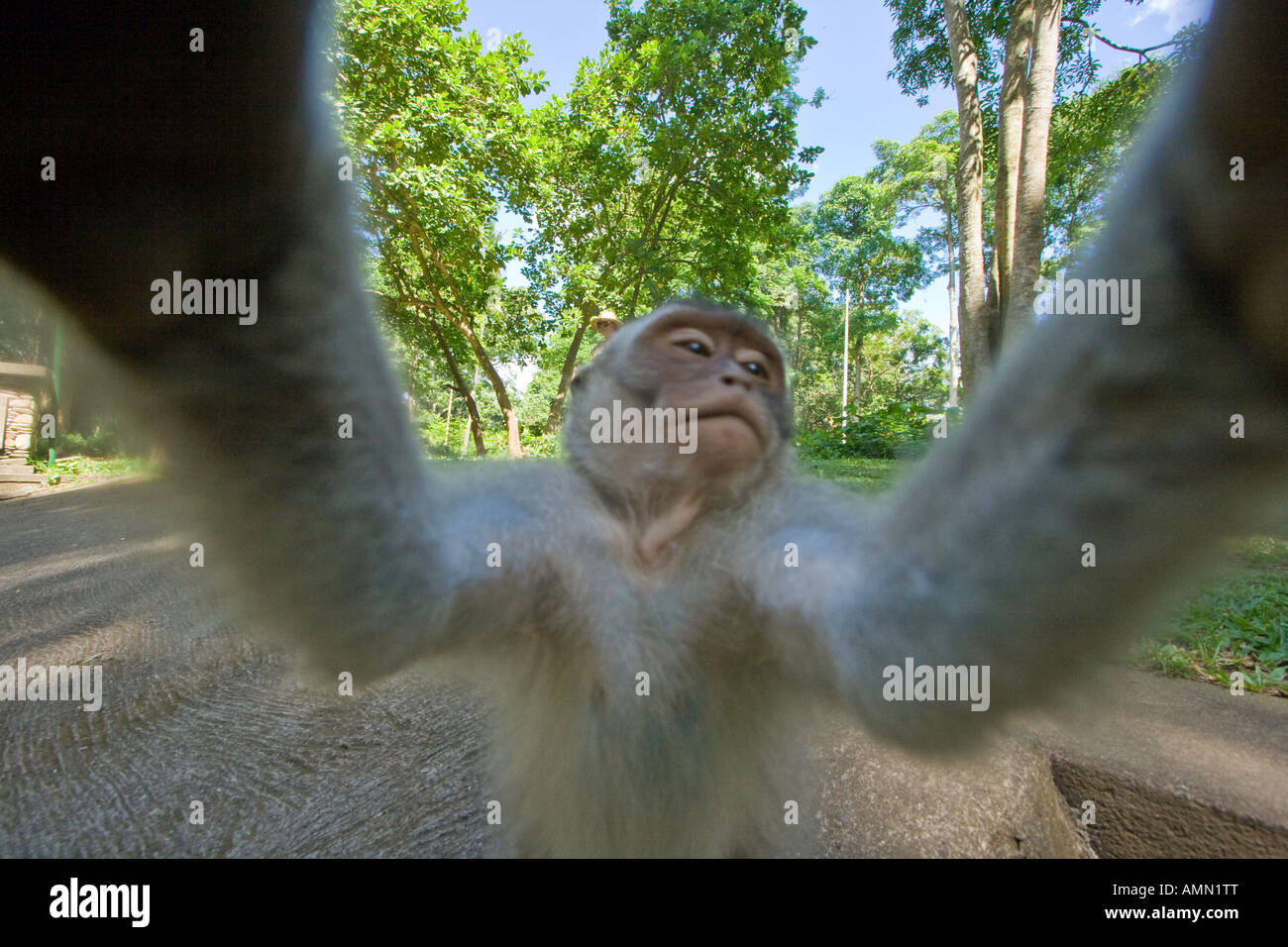 Long Tailed Macaques Macaca Fascicularis Monkey Forest Ubud Bali ...
