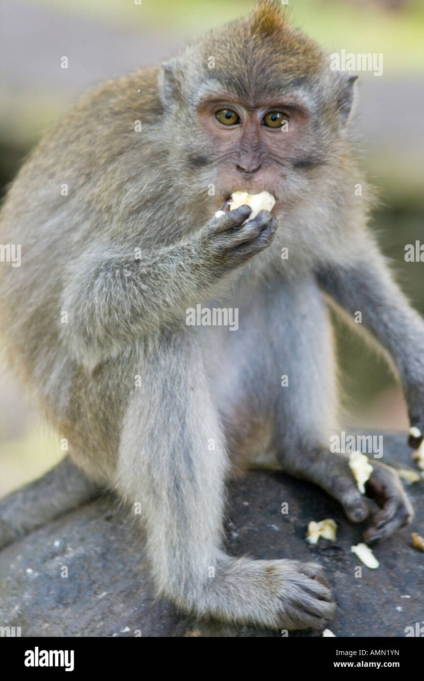 Long Tailed Macaques Macaca Fascicularis Eating Monkey Forest Ubud Bali ...