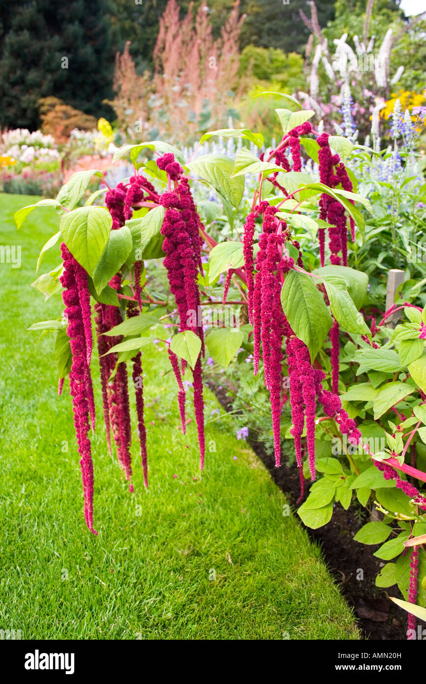 Hanging Amaranthus