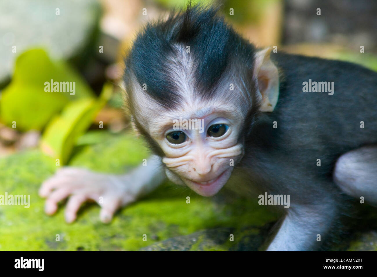 Baby Long Tailed Macaques Macaca Fascicularis Monkey Forest Ubud Bali ...