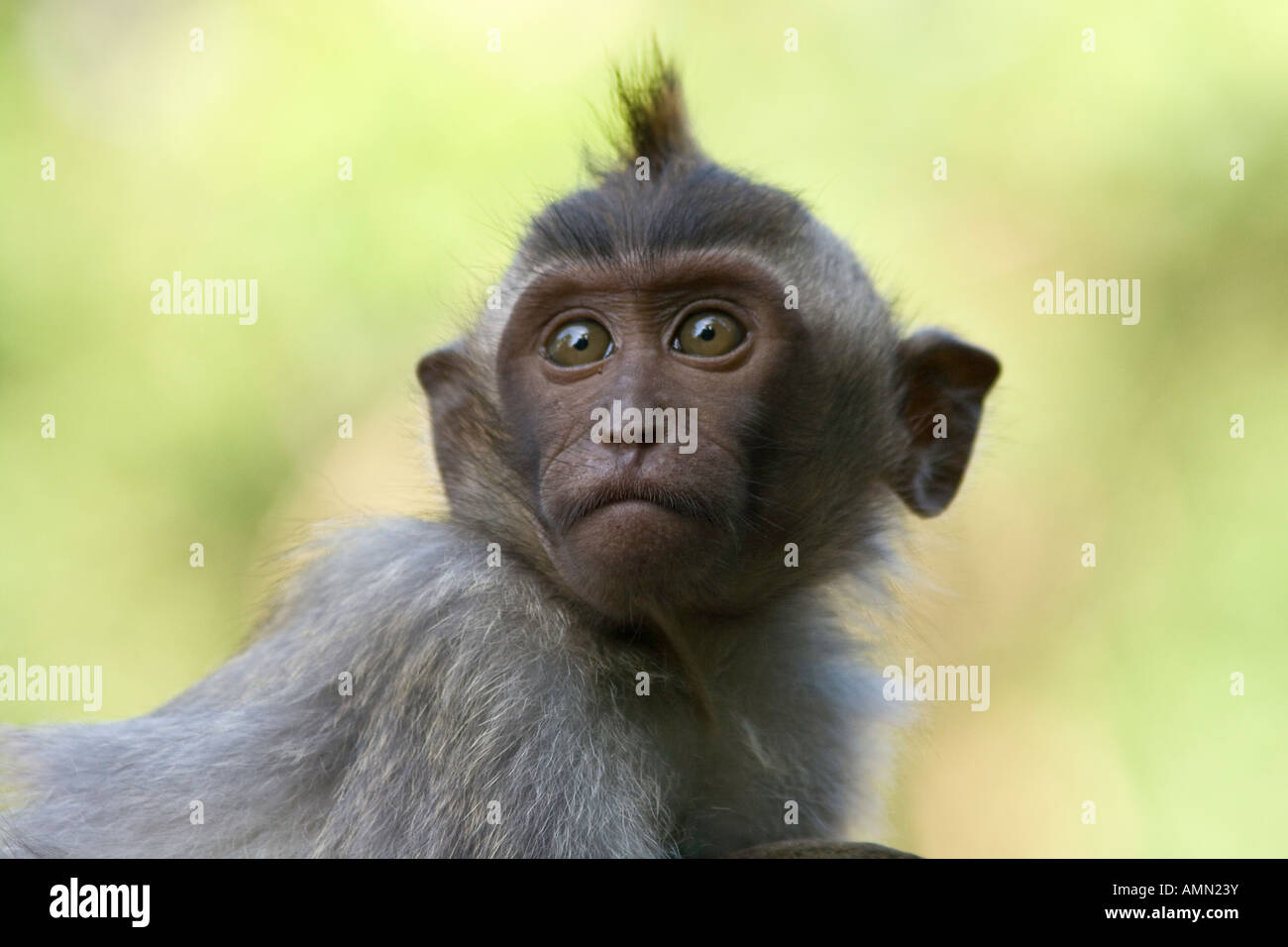Baby Long Tailed Macaques Macaca Fascicularis Monkey Forest Ubud Bali ...