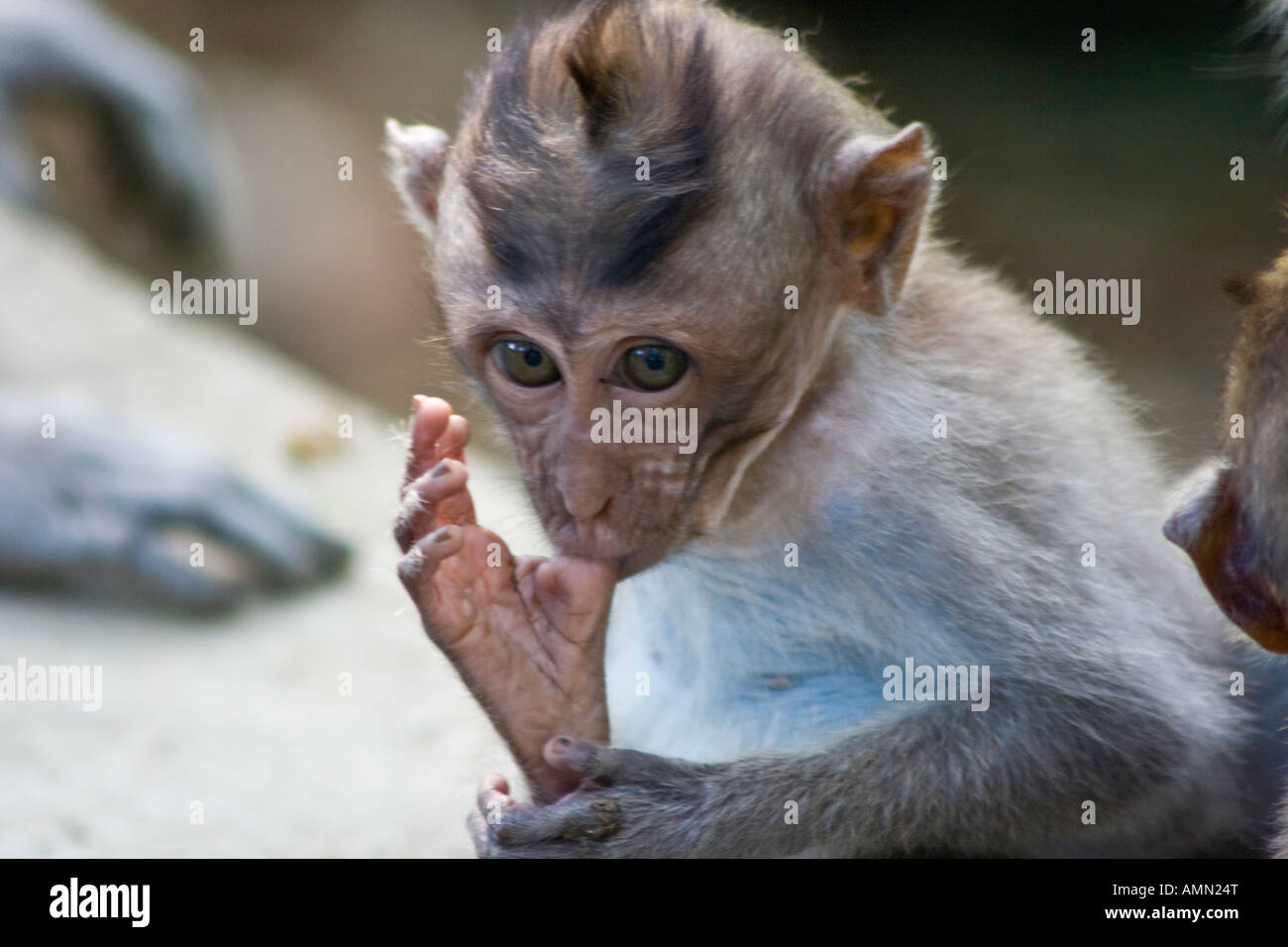 Macaque sucking hi-res stock photography and images - Alamy