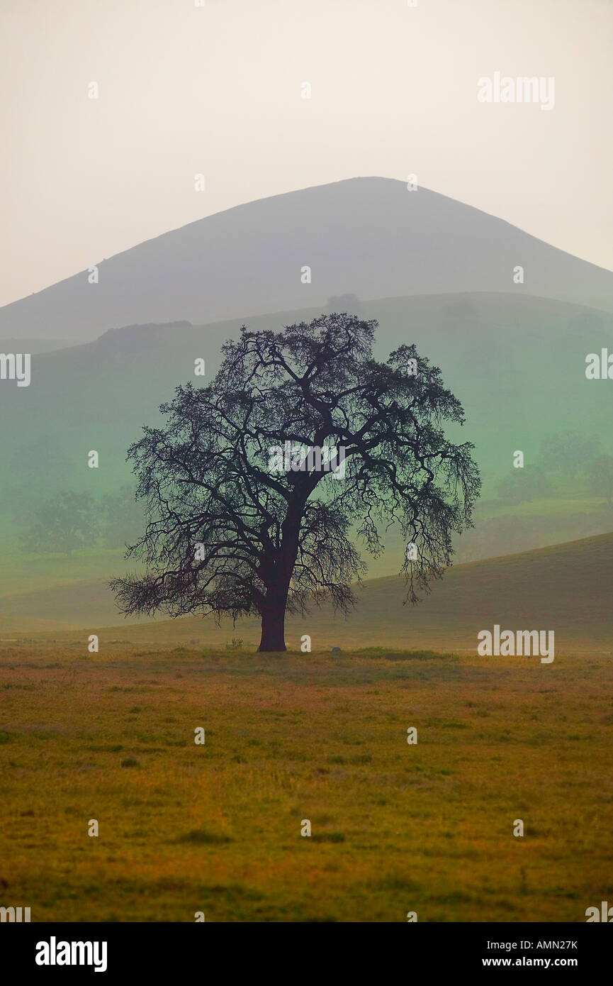 Digitally altered image of a lone tree and rolling hills in the spring ...