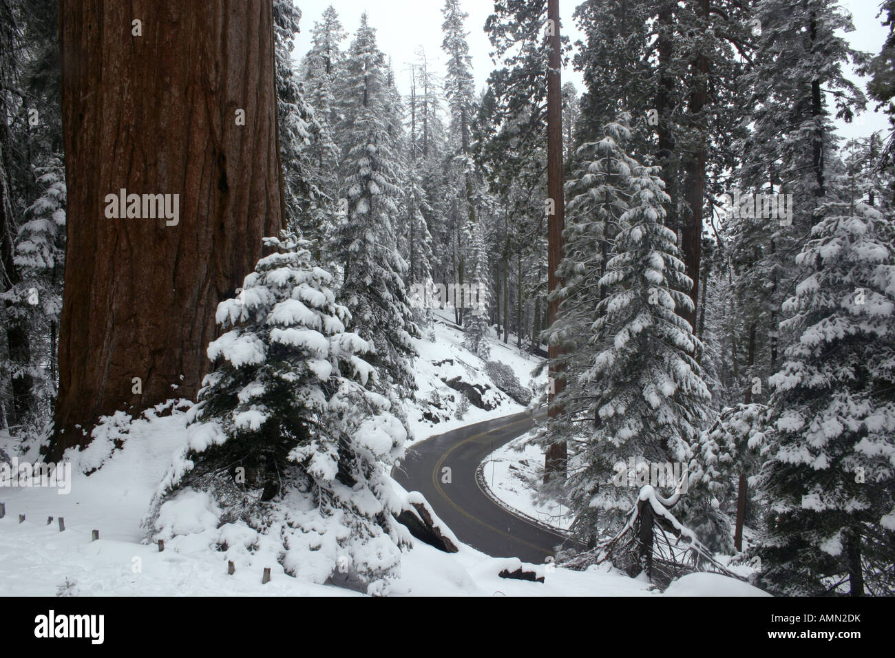 Giant Forest blanketed in snow, Sequoia National Park Stock Photo - Alamy
