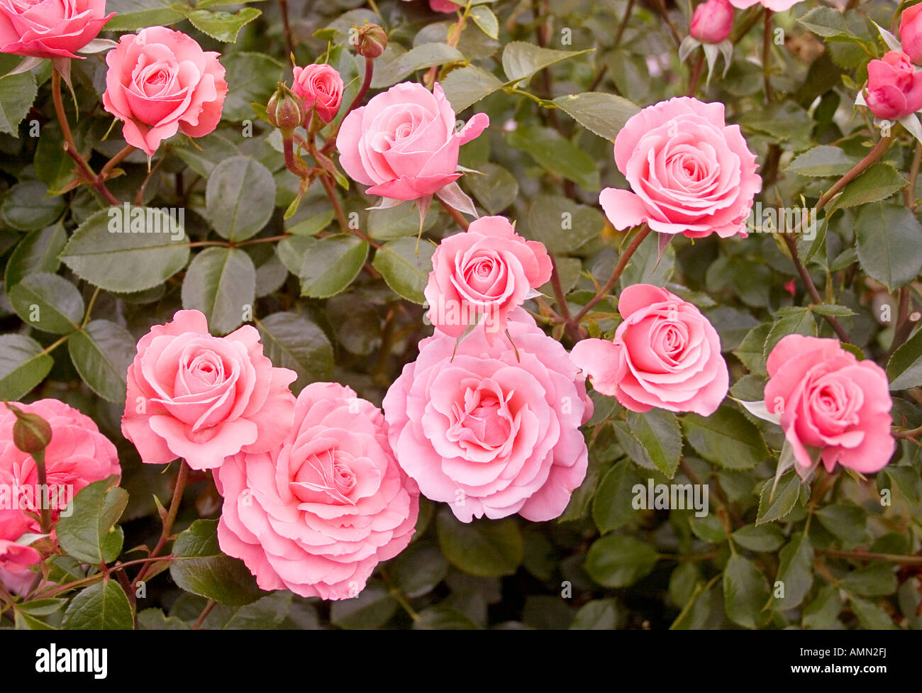 A border of pink roses Stock Photo - Alamy