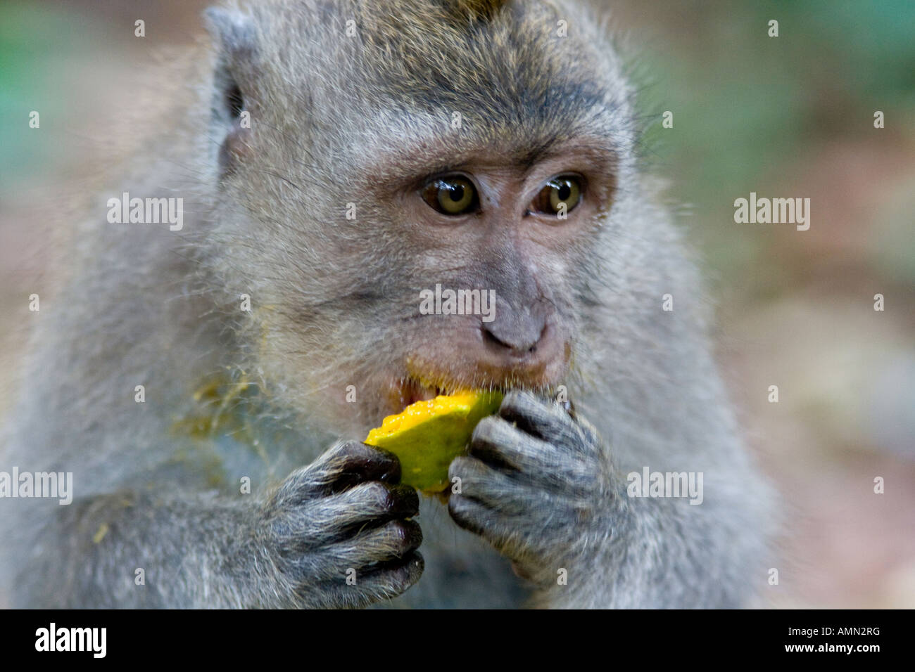 Eating Green Mango Long Tailed Macaques Macaca Fascicularis Monkey ...