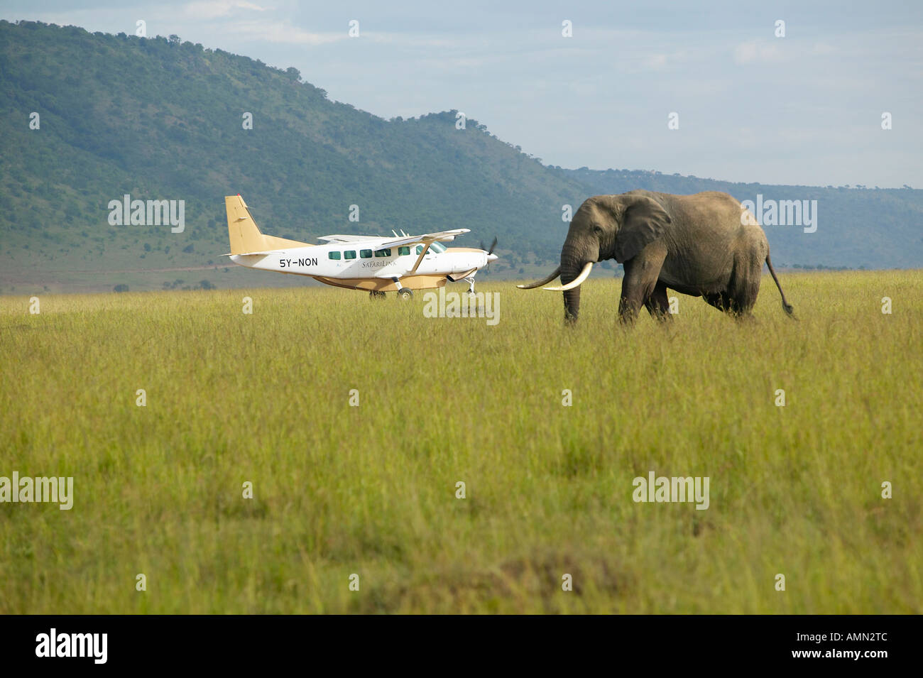 African Elephant and airplane from grasslands of Lewa Conservancy Kenya ...