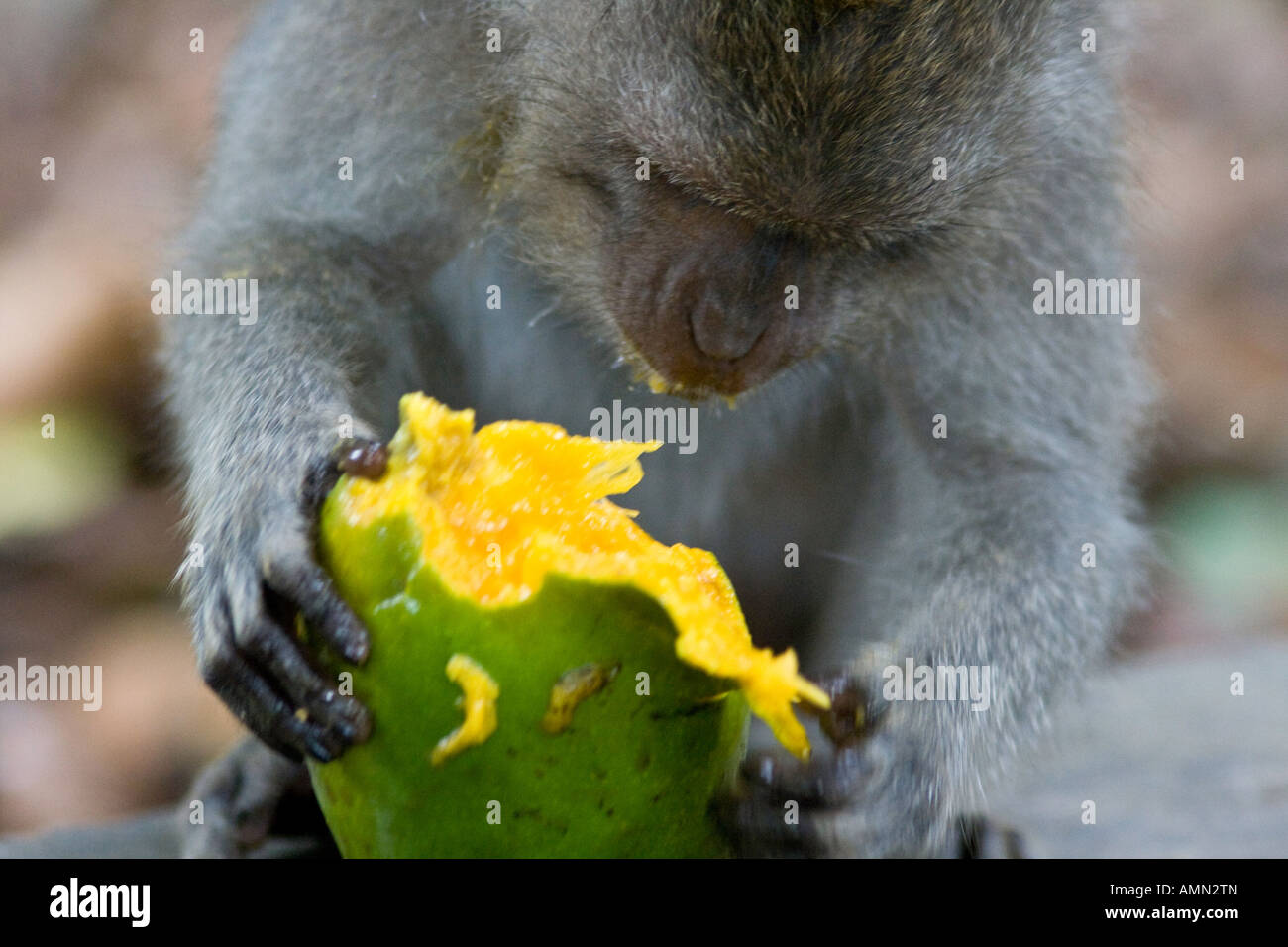 Eating Green Mango Long Tailed Macaques Macaca Fascicularis Monkey ...