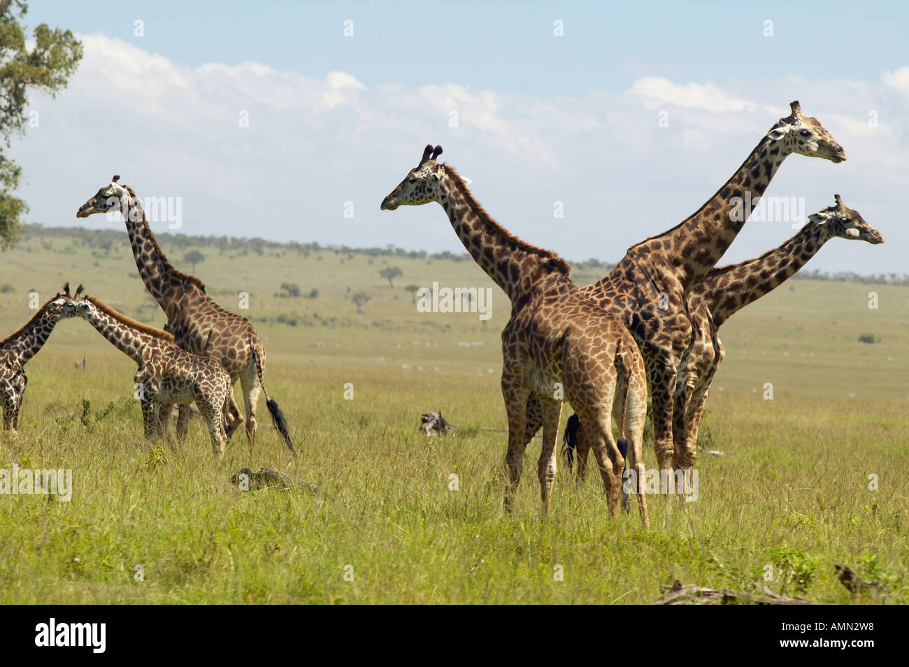 Giraffes in grasslands of Masai Mara near Little Governor s camp in ...