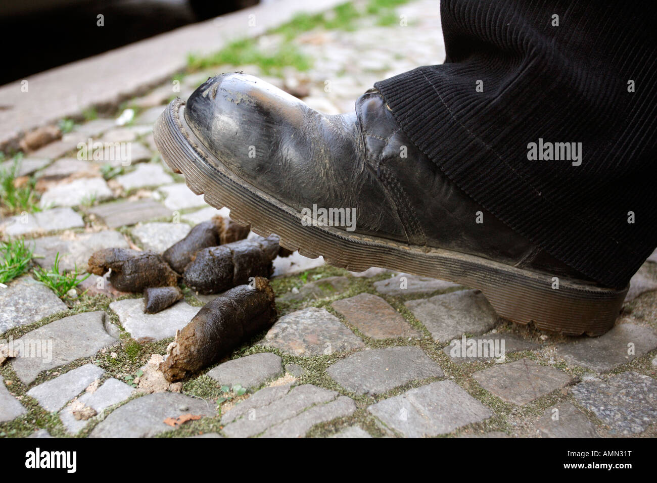 Someone stepping into shit Stock Photo - Alamy