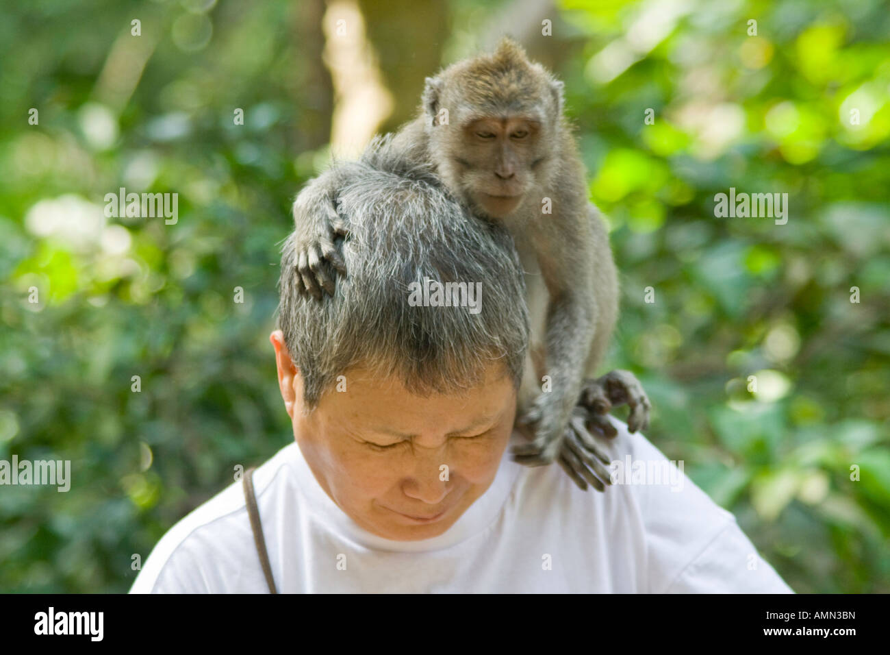 Long Tailed Macaques Macaca Fascicularis on Head of a Tourist Monkey ...