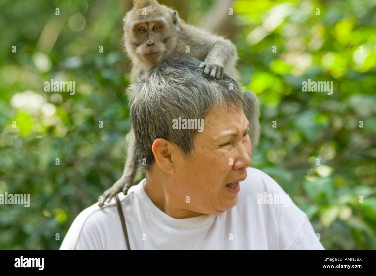 Monkey on head hi-res stock photography and images - Alamy