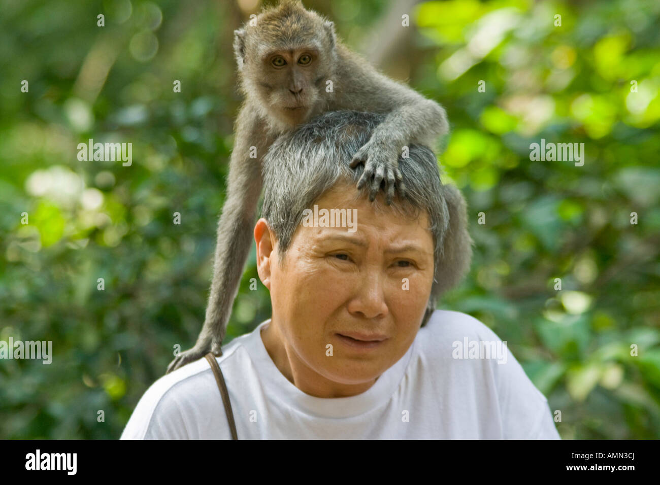 Long Tailed Macaques Macaca Fascicularis on Head of a Tourist Monkey ...