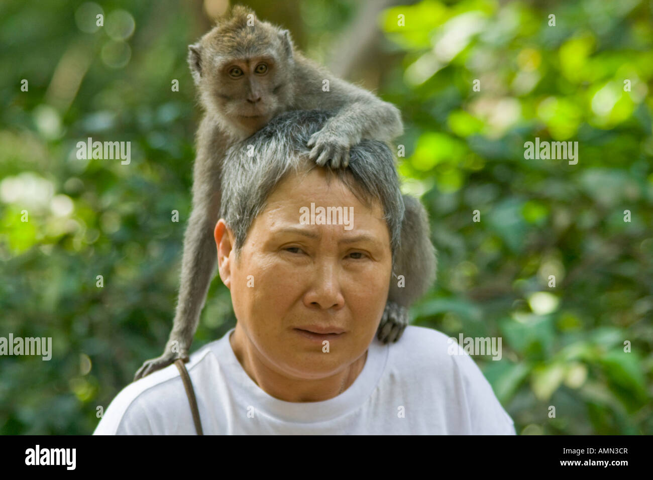 Long Tailed Macaques Macaca Fascicularis on Head of a Tourist Monkey ...