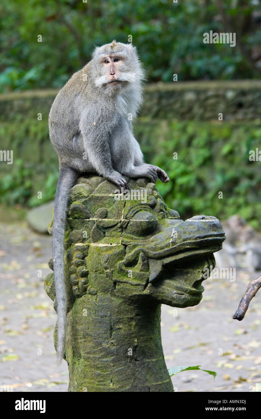 Sitting on a Stone Dragon Statue Long Tailed Macaques Macaca ...