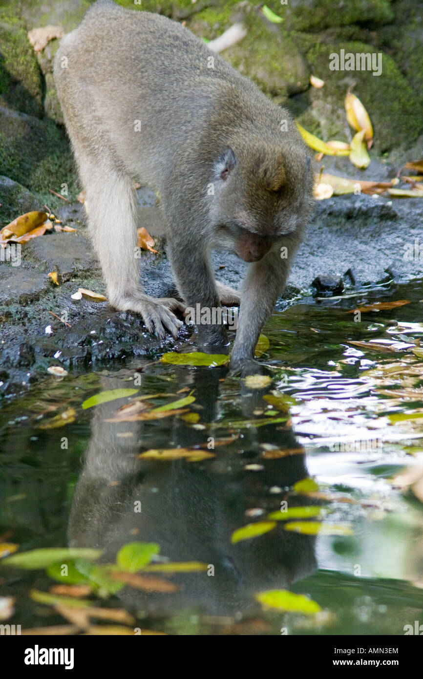 Long Tailed Macaques Macaca Fascicularis Drinking Water Monkey Forest ...