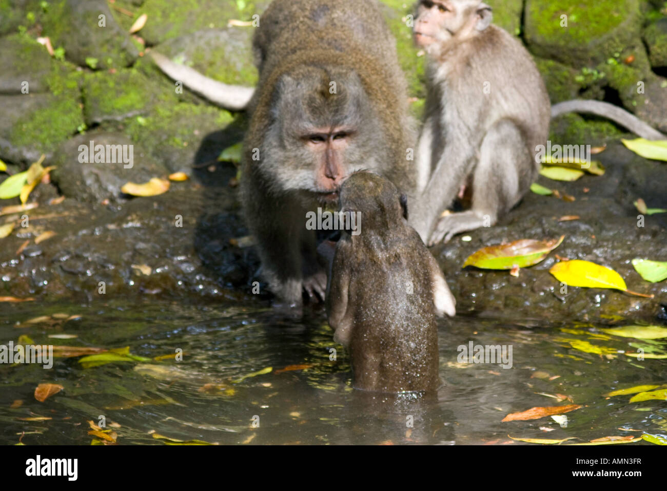 Fighting in the Water Long Tailed Macaques Macaca Fascicularis Monkey ...