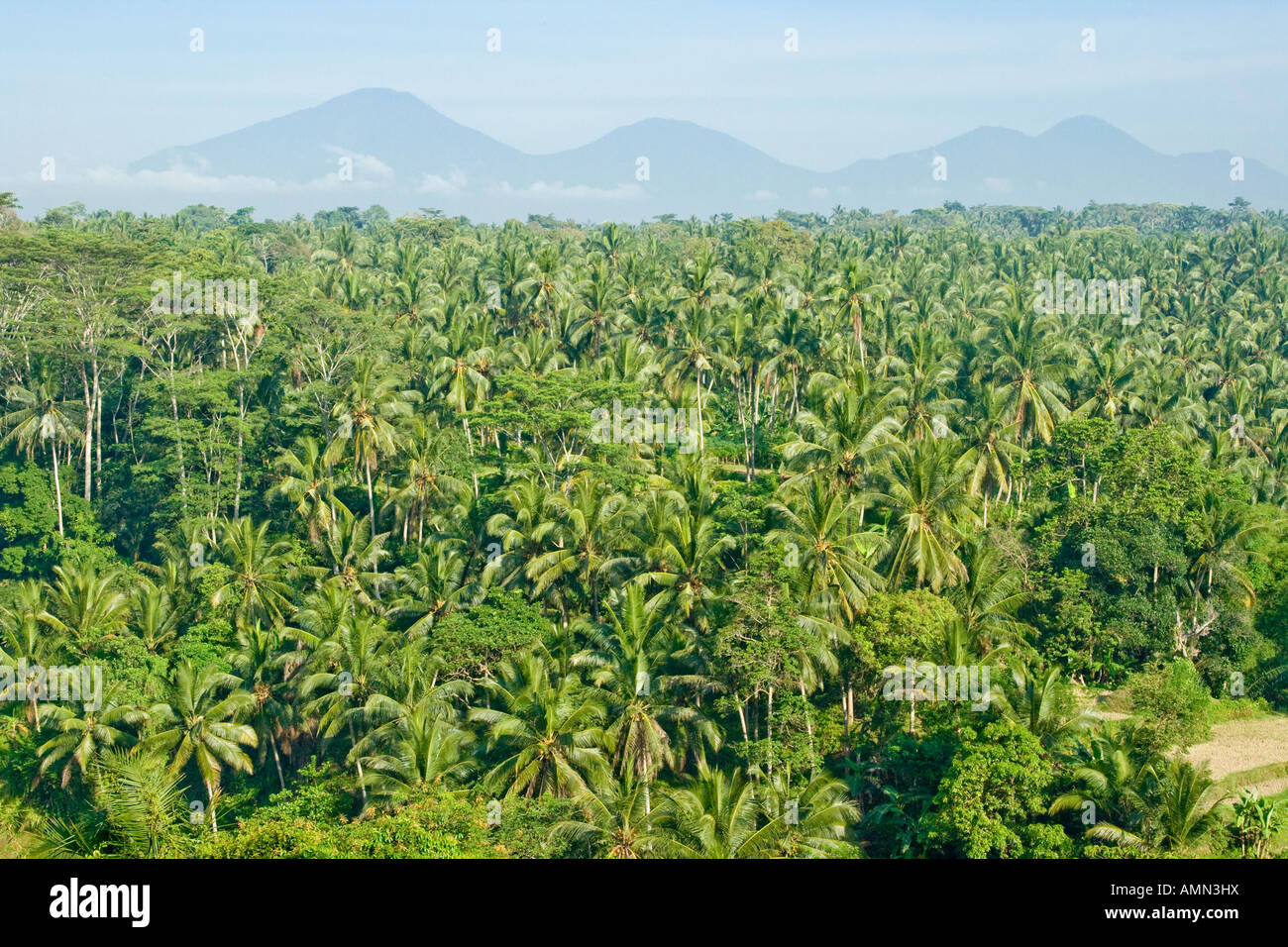Dense Jungle with Mountain Volcano Behind Ubud Bali Indonesia Stock ...