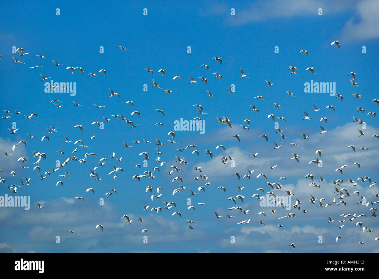 White birds flying in blue sky of Nairobi National Park Nairobi Kenya ...
