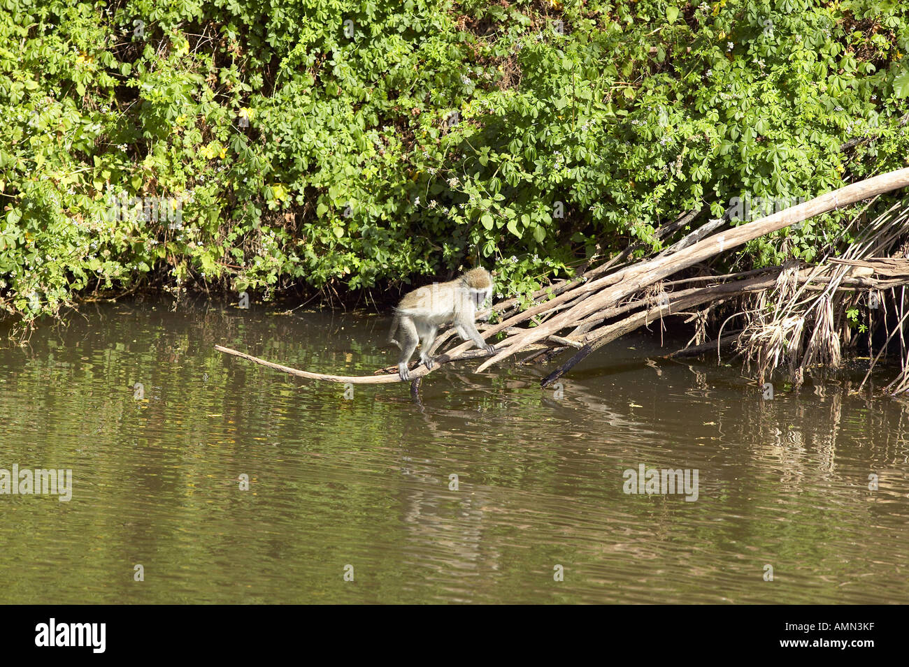Monkey above water in Nairobi National Park Nairobi Kenya Africa Stock ...