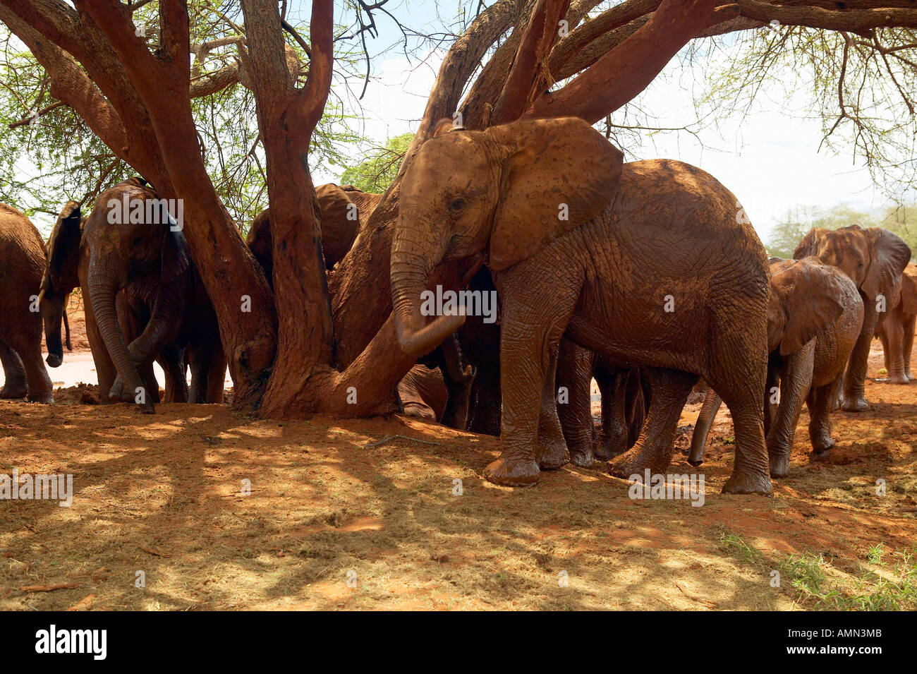 David sheldrick hi-res stock photography and images - Alamy