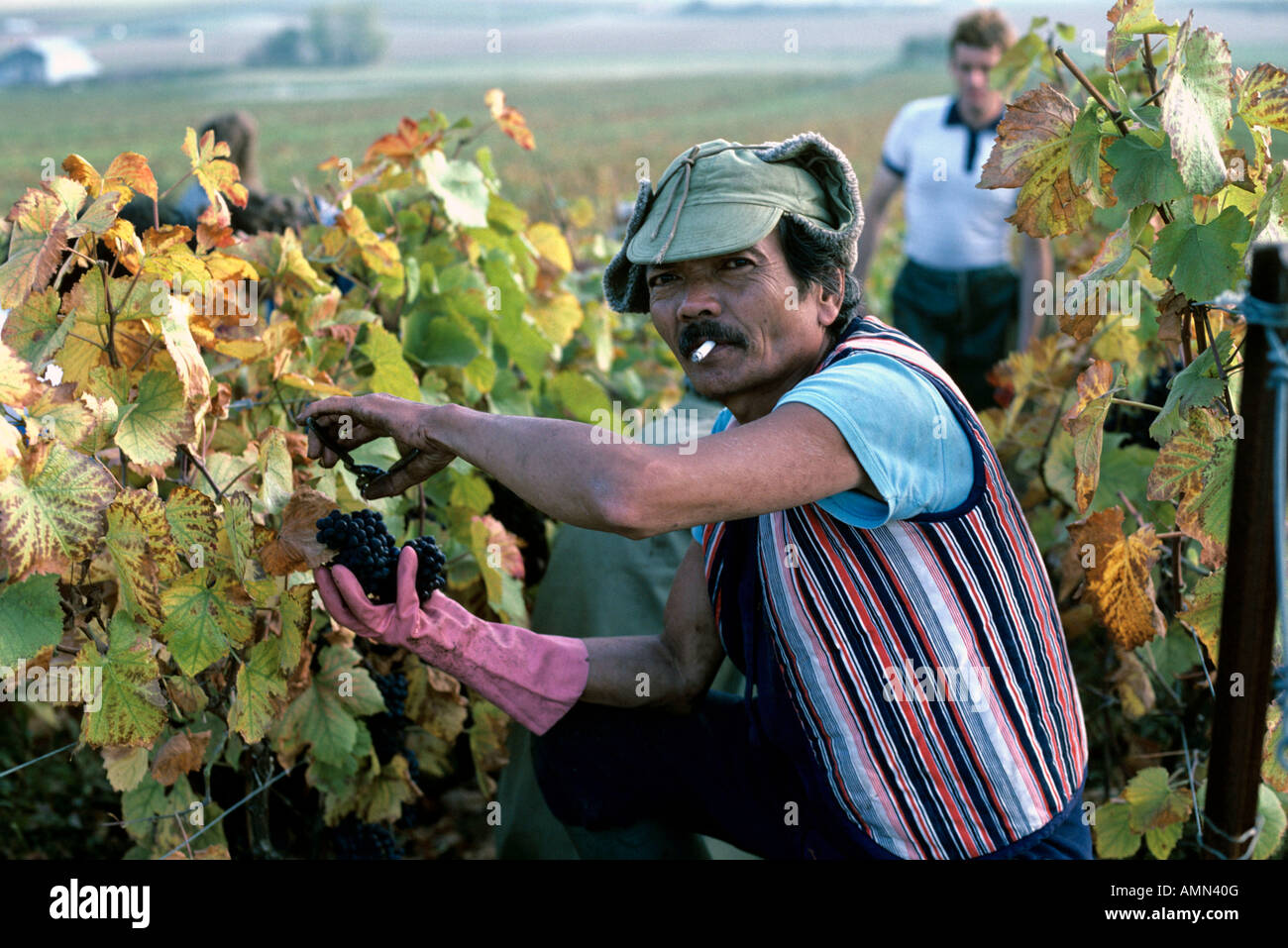 Grape harvest in France Stock Photo - Alamy