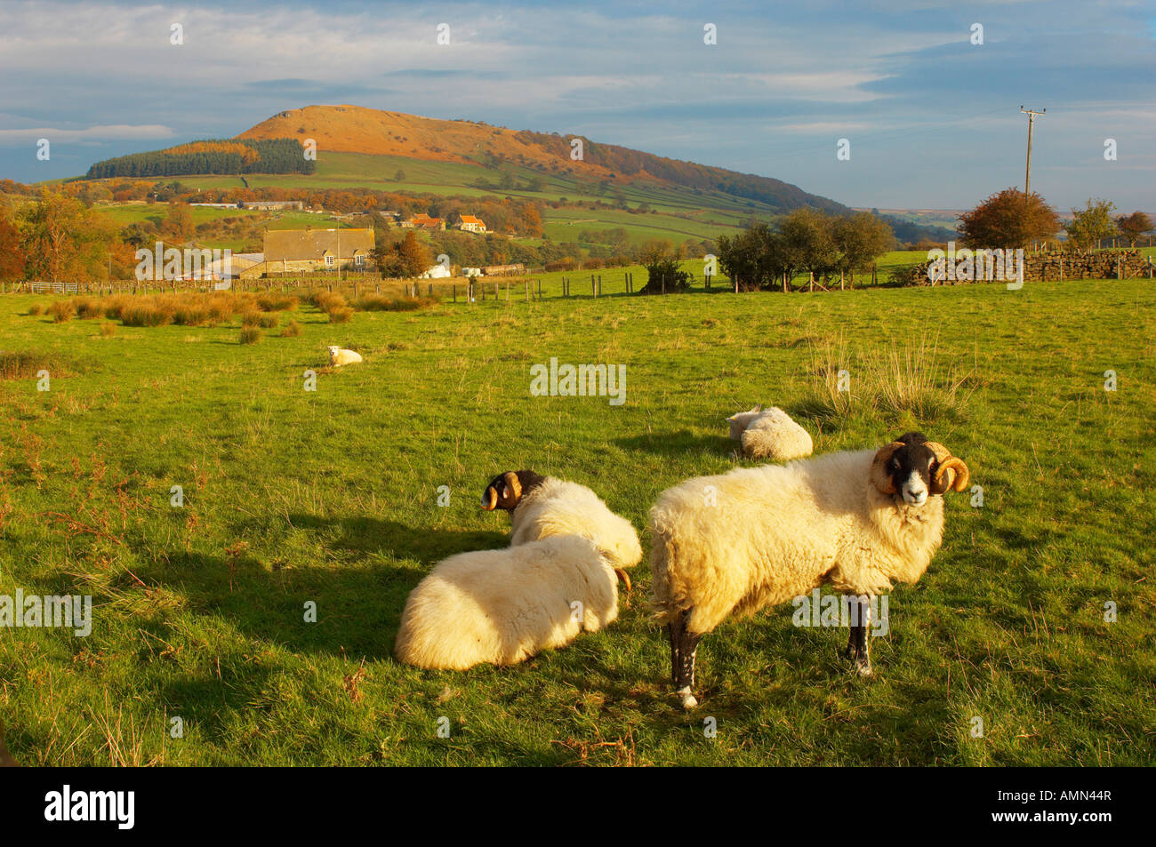 Moors sheep at Fryup Dale, North Yorkshire Moors National Park, England ...