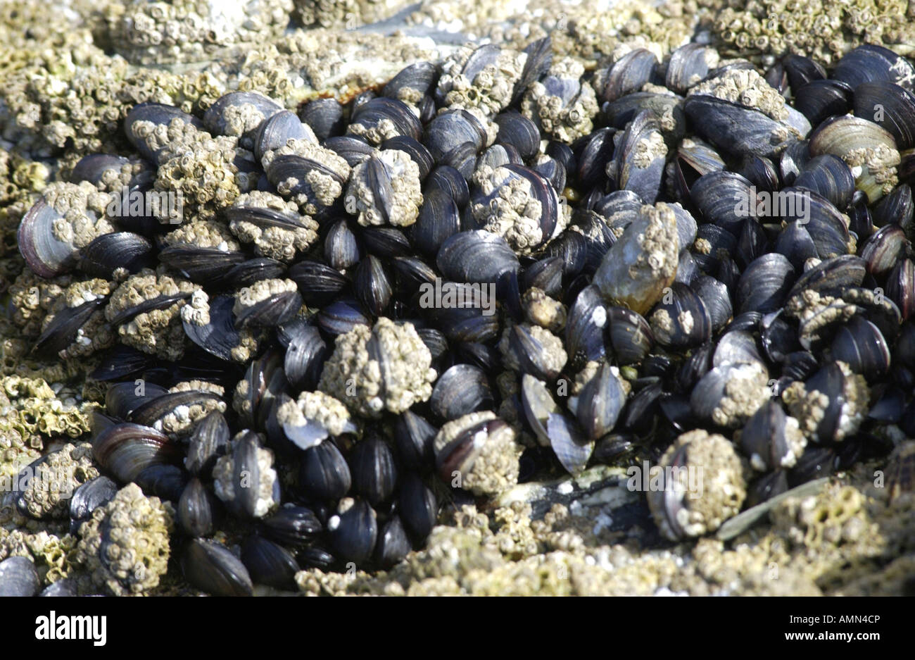 Mussels on rock Stock Photo - Alamy