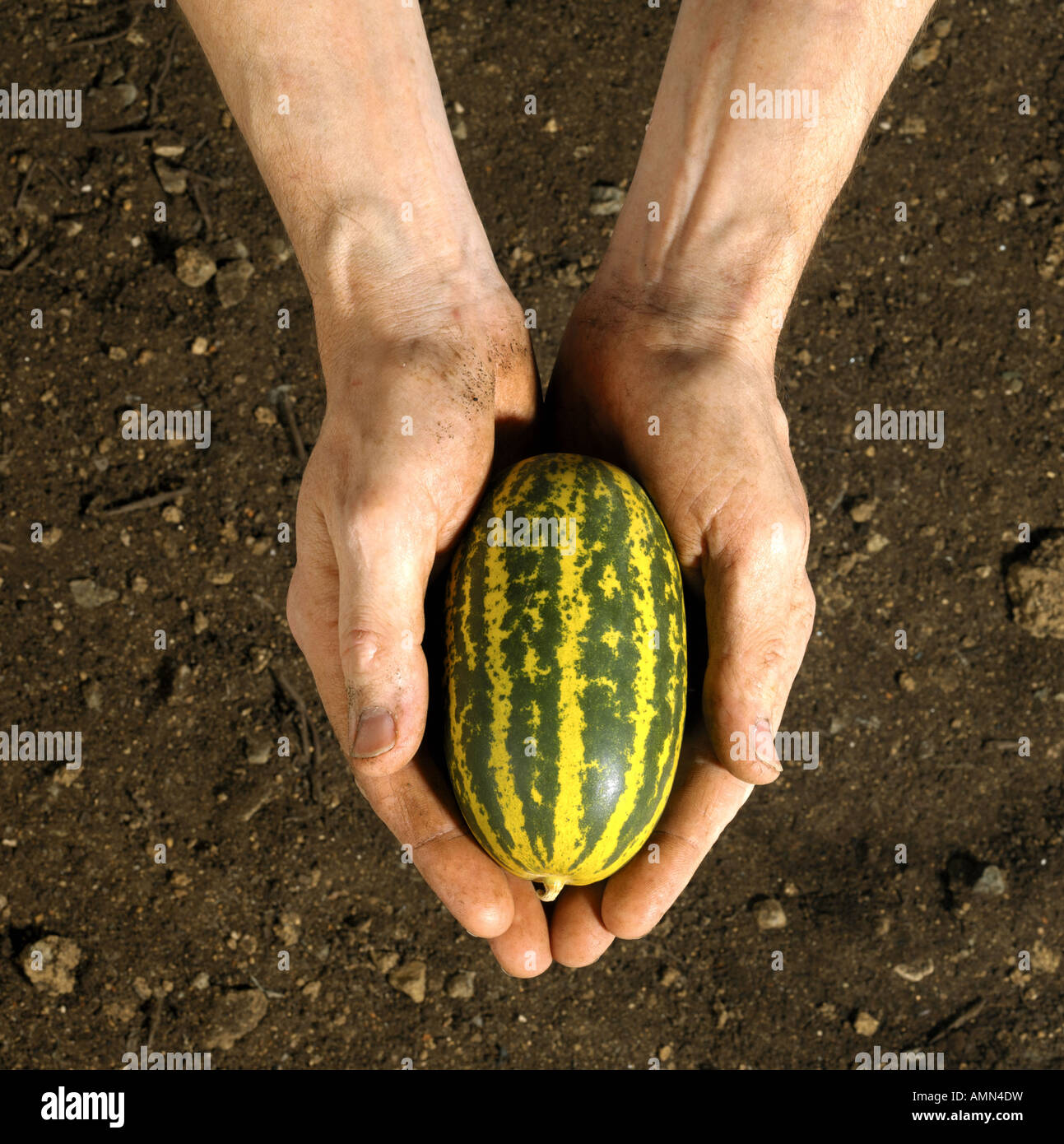 Hand Holding Marrow Stock Photo - Alamy