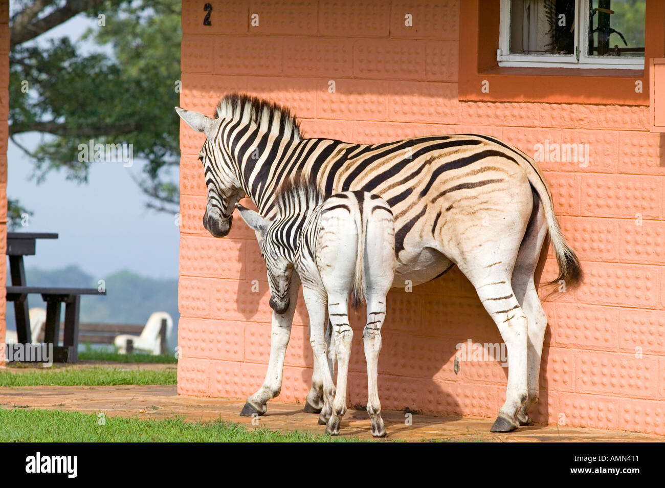 Mother and baby Zebra in front of house in Umfolozi Game Reserve South ...