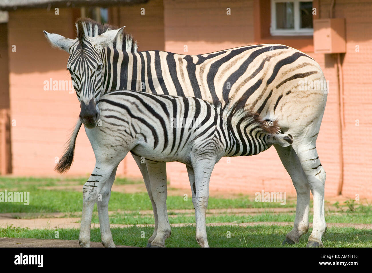 South africa house in country hi-res stock photography and images - Alamy