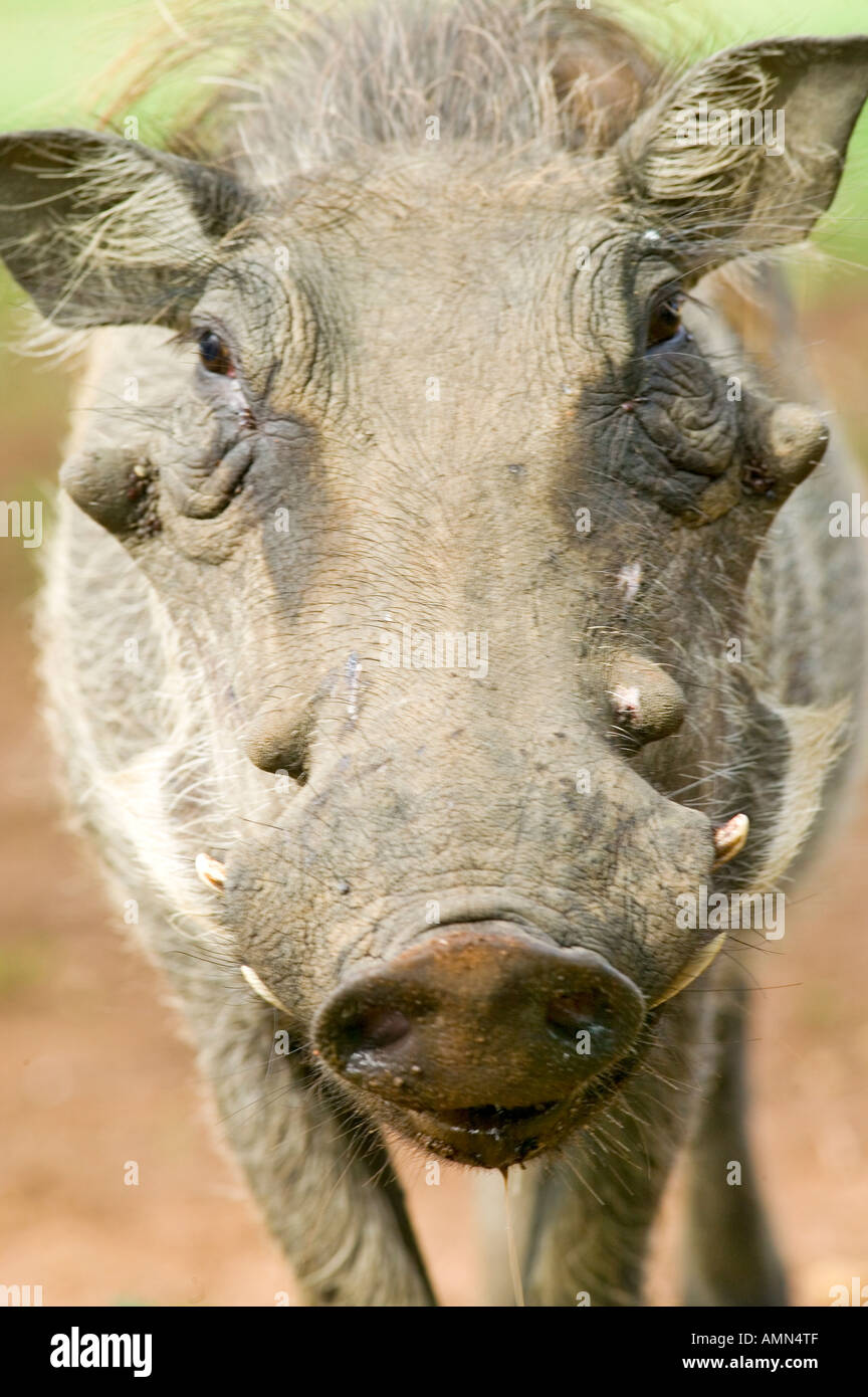 Warthog face hi-res stock photography and images - Alamy