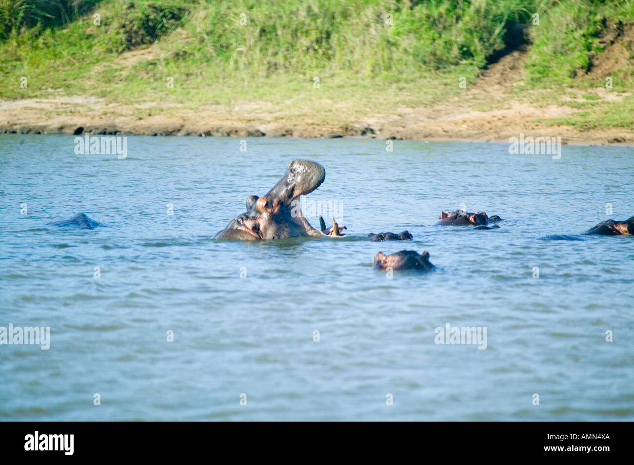 Hippo opening mouth in a sequence hi-res stock photography and images ...