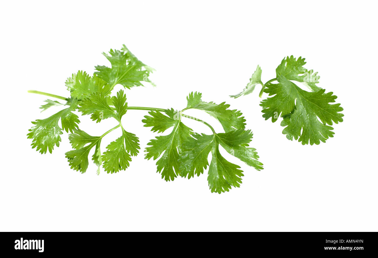 Coriander Growing Cut Out Stock Images & Pictures - Alamy
