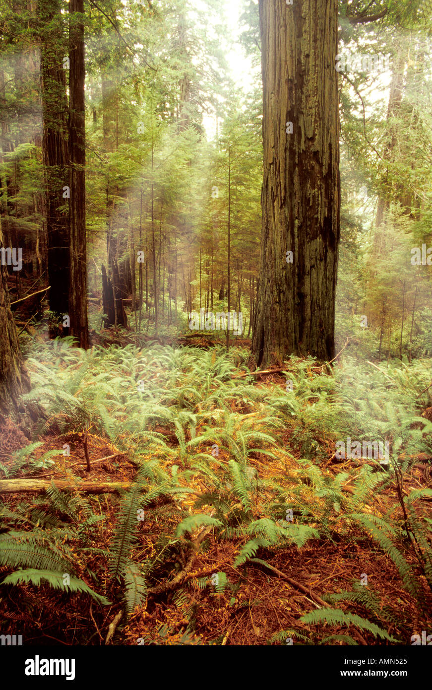 Northern California USA Redwood Trees Stock Photo - Alamy