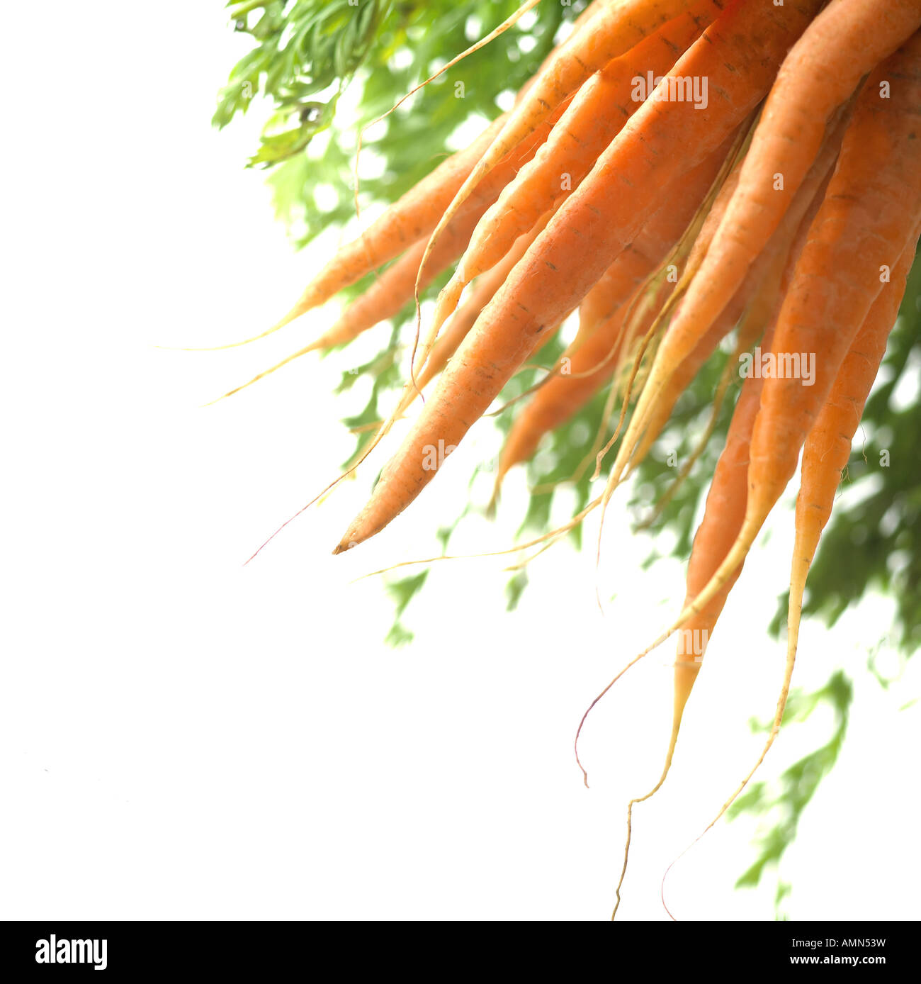 Dangling carrots hi-res stock photography and images - Alamy