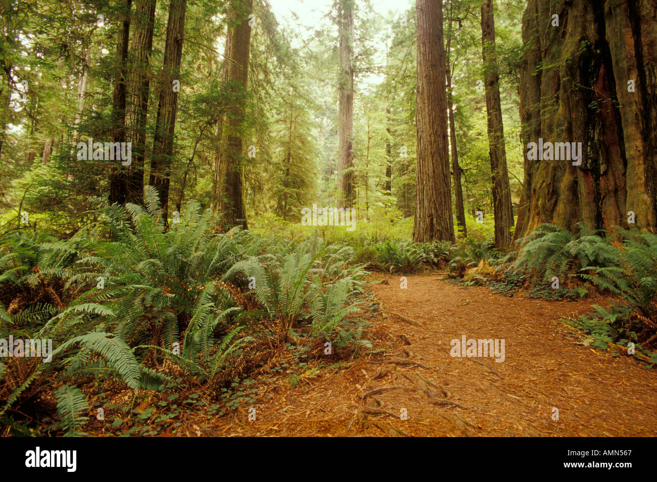 Northern California USA Redwood Trees Trail Stock Photo - Alamy