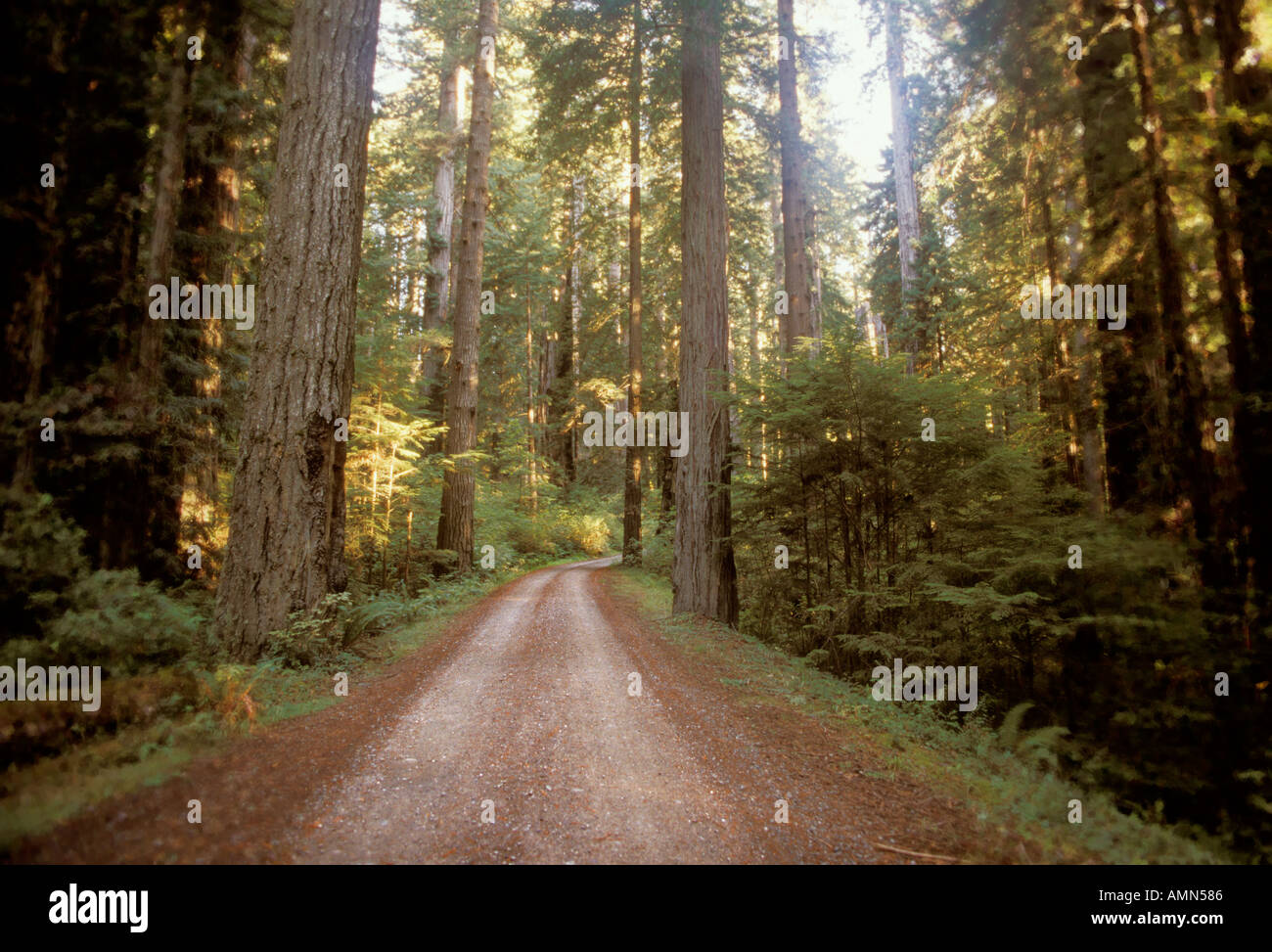 Northern California USA Redwood Trees Road Stock Photo - Alamy