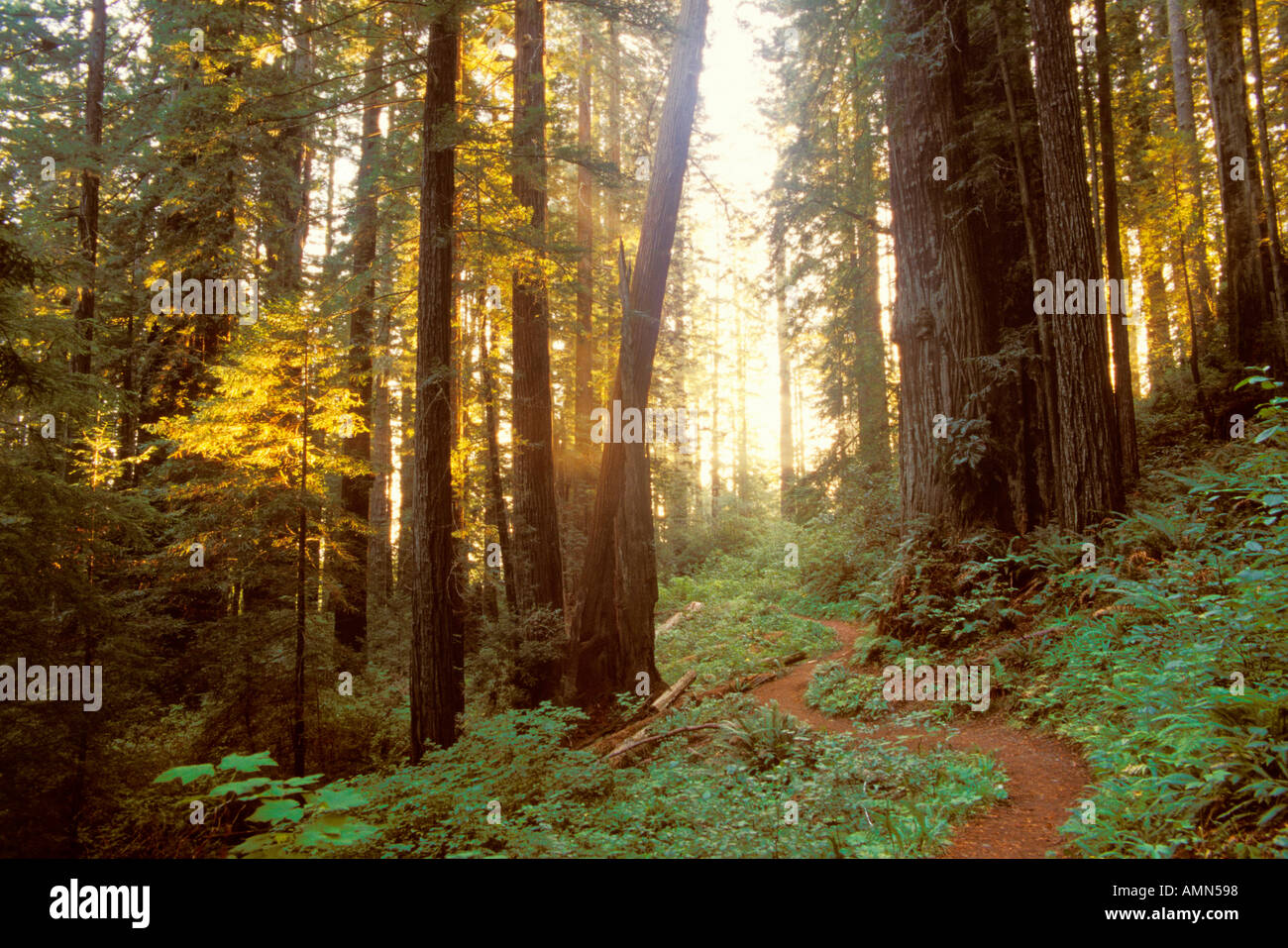 Northern California USA Redwood Trees Stock Photo - Alamy