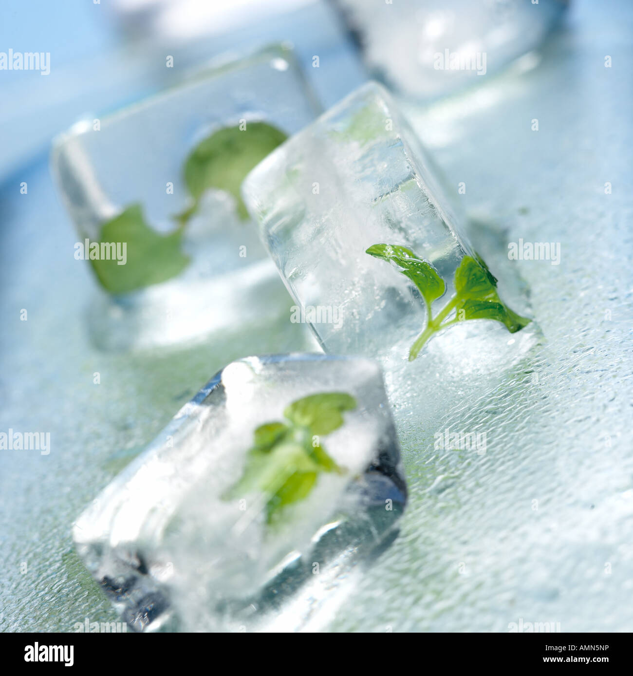 Mint leaf in ice Stock Photo - Alamy