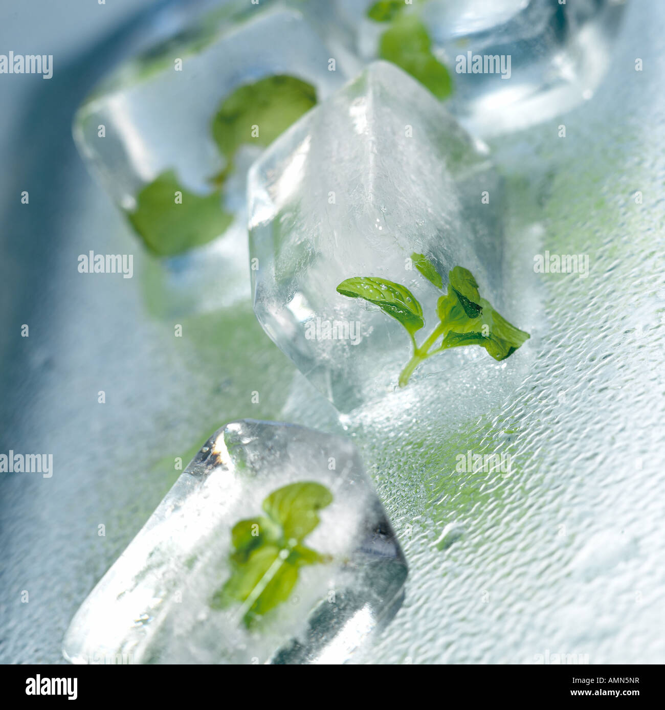Mint leaf in ice Stock Photo - Alamy