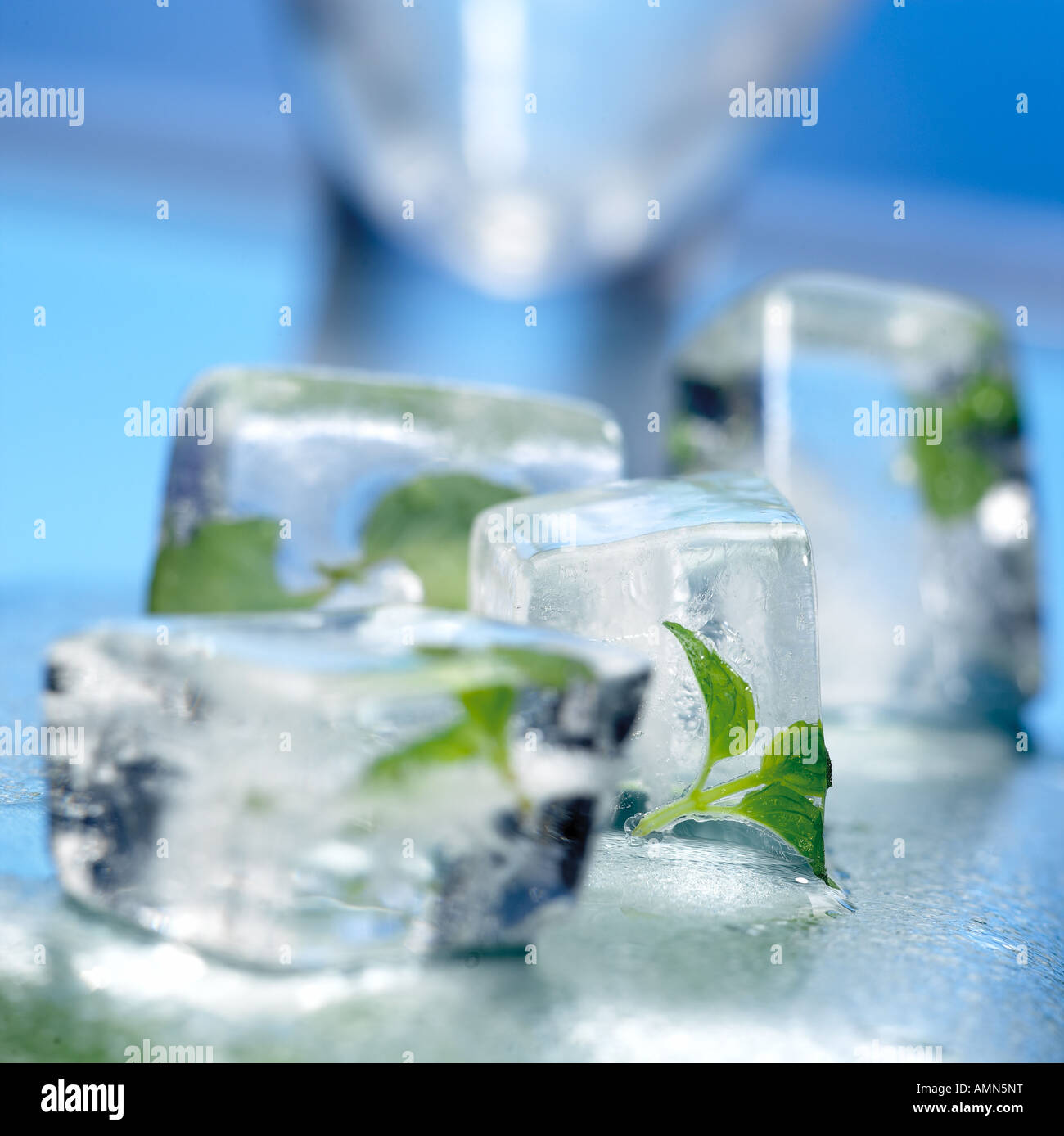 Mint leaf in ice Stock Photo - Alamy